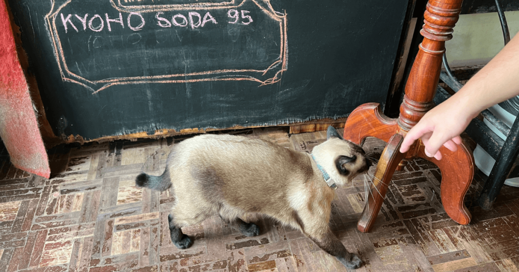 CatNip Cafe｜サトーンにあるこじんまりとした猫カフェ | Emmalog in Thailand